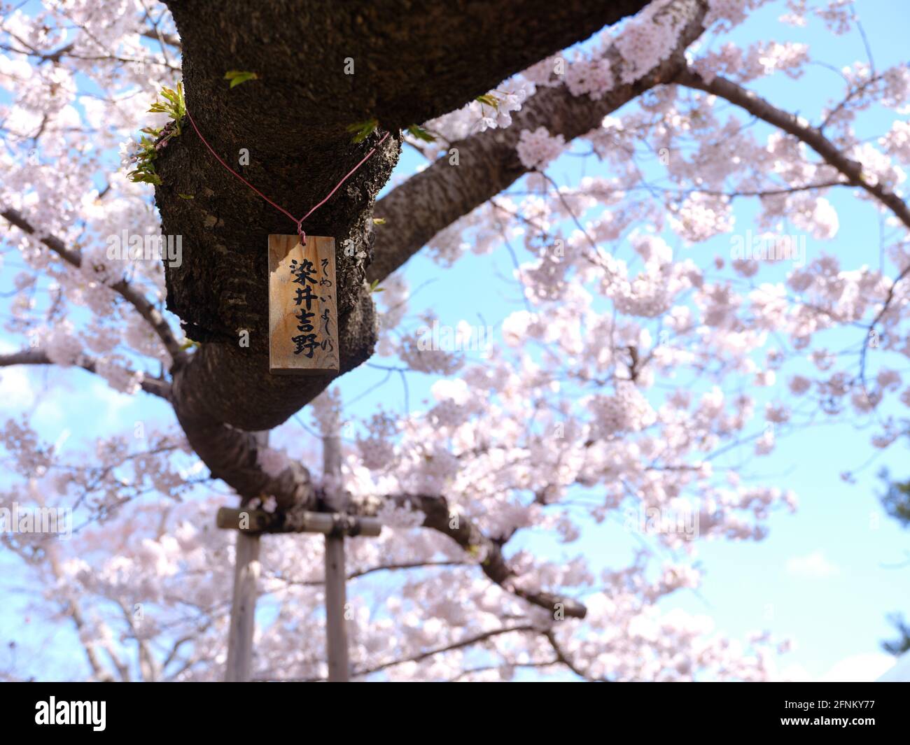 Prunus yedoensis hi-res stock photography and images - Alamy