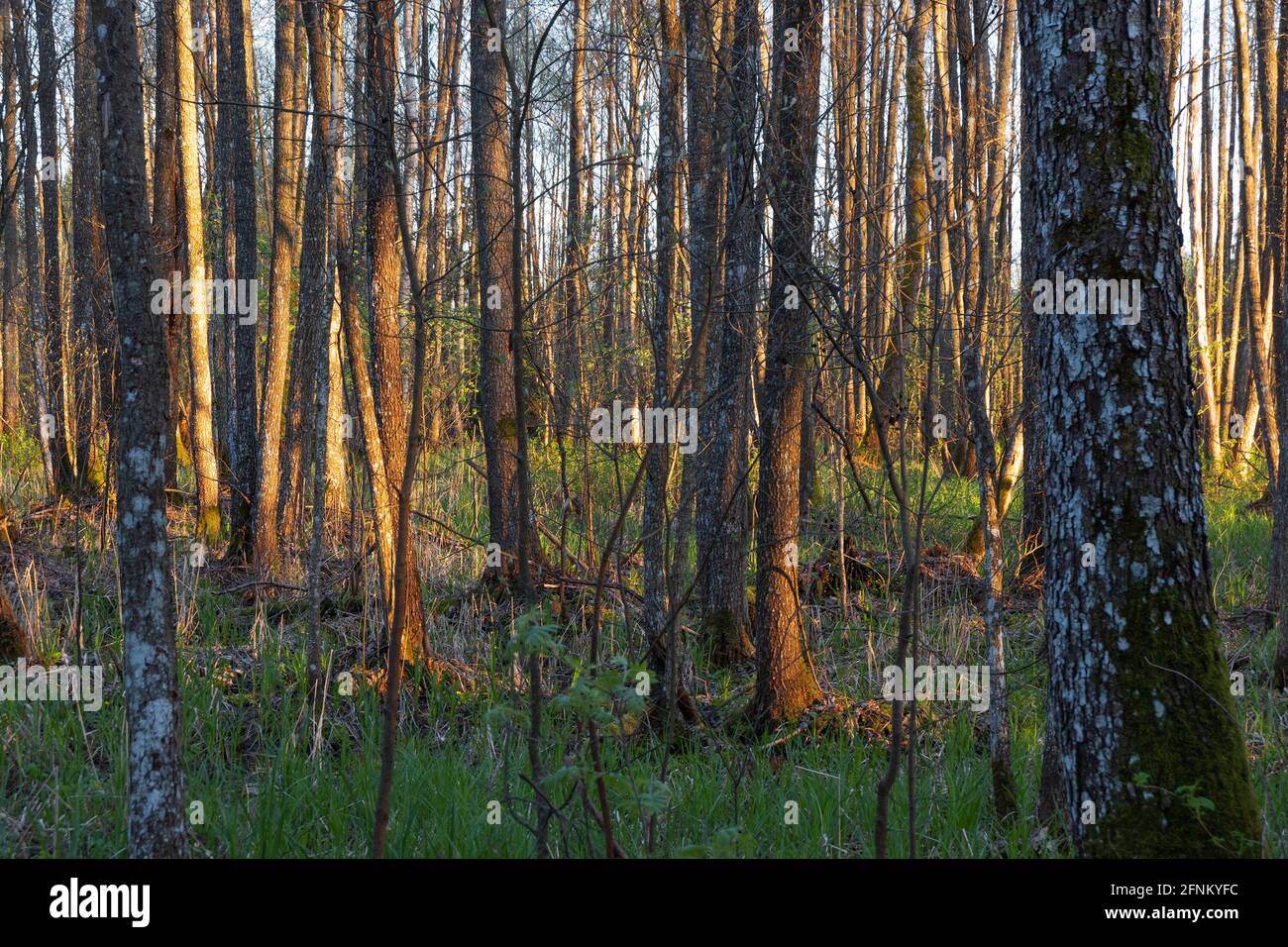 East European swamps. Ecological reserve. Belarus Stock Photo - Alamy