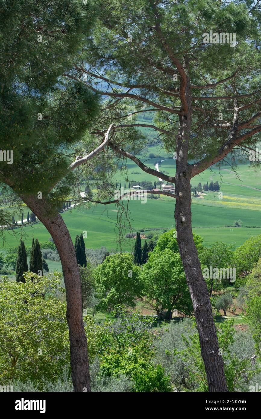 Ruin and pine trees hi-res stock photography and images - Alamy