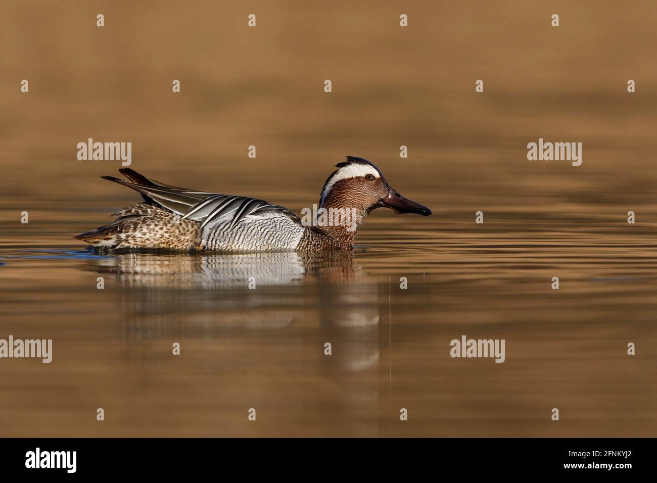 March srping hi-res stock photography and images - Alamy