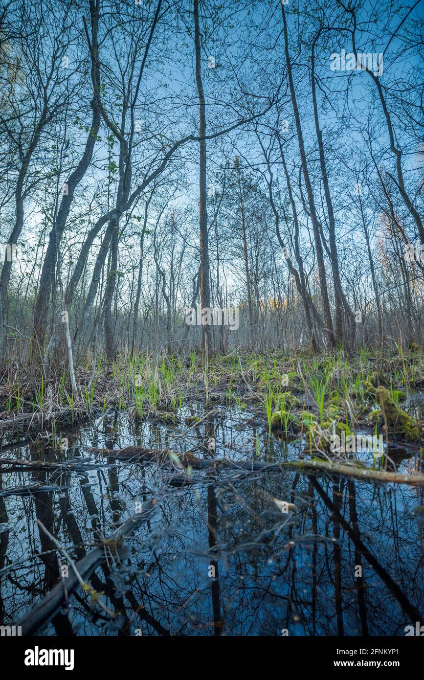 East European swamps. Ecological reserve. Belarus Stock Photo - Alamy