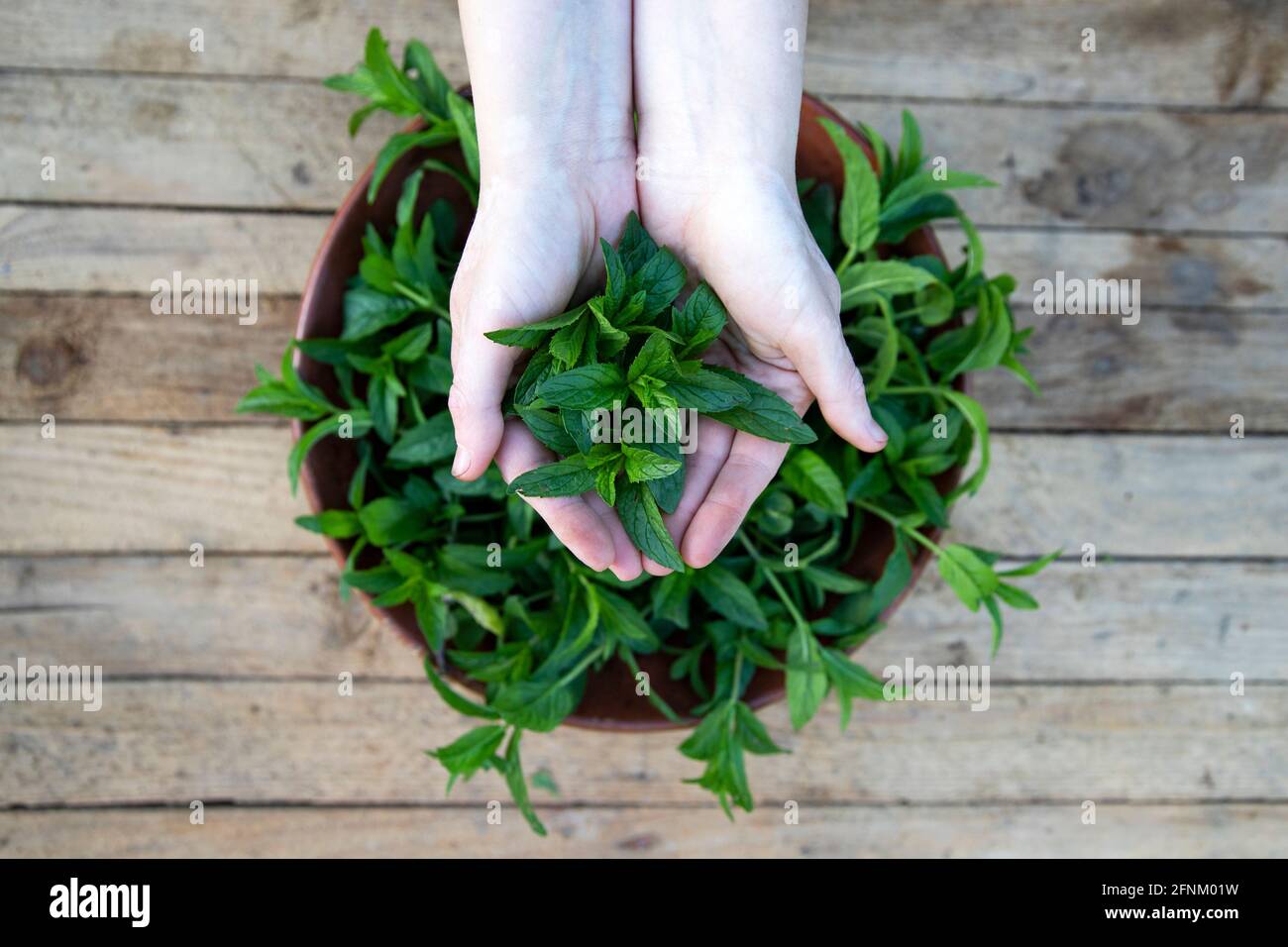 Hand holding fresh mint leaves used in herbal medicine Stock Photo - Alamy