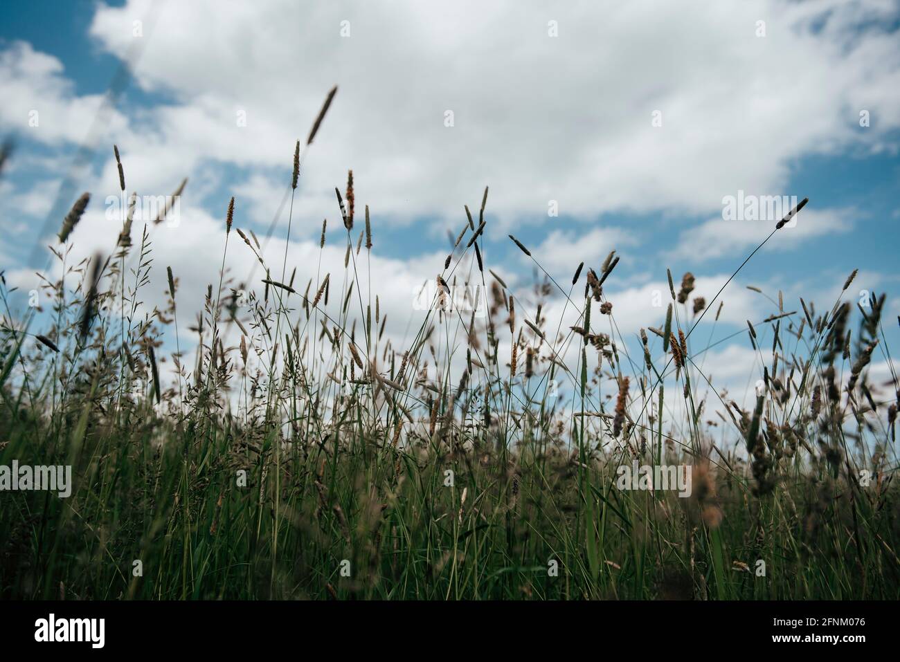 Timothy Lea High Resolution Stock Photography and Images - Alamy