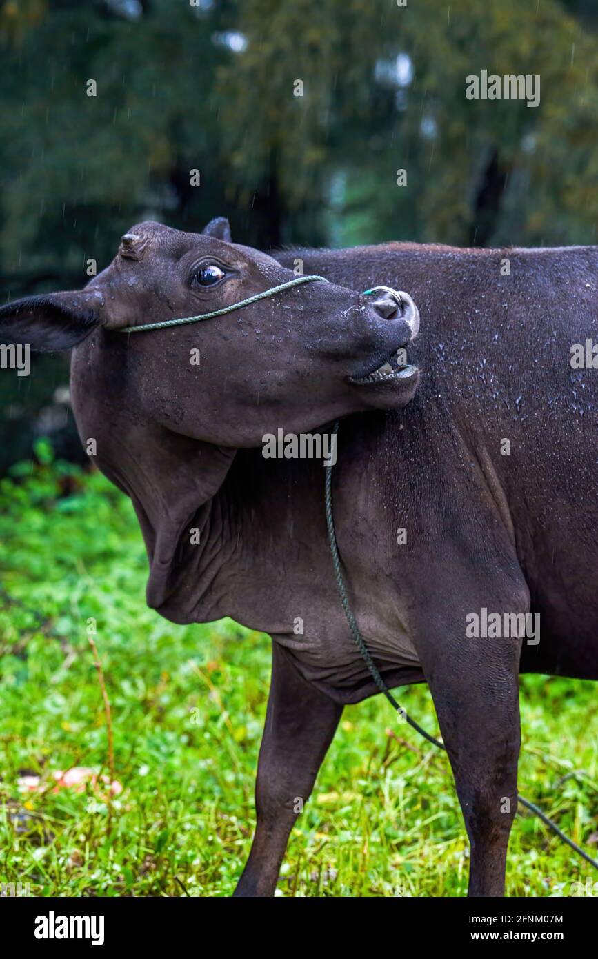 Buffalo calf birth hi-res stock photography and images - Alamy