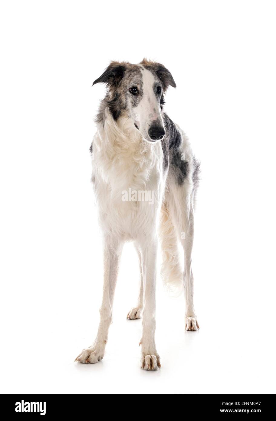 young borzoi in front of white background Stock Photo - Alamy