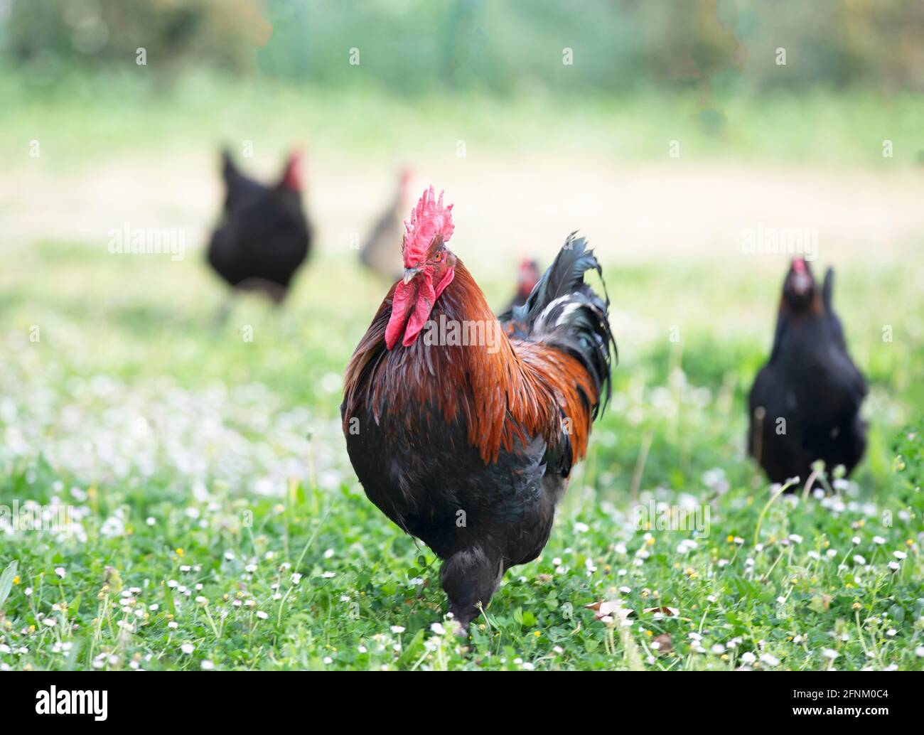 Marans Hen High Resolution Stock Photography and Images - Alamy