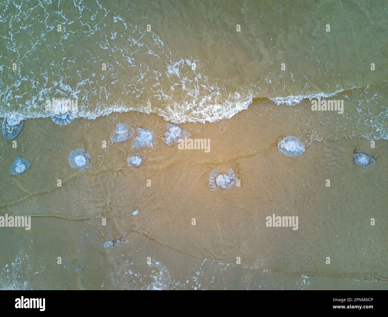 Multiple jellyfish hi-res stock photography and images - Alamy