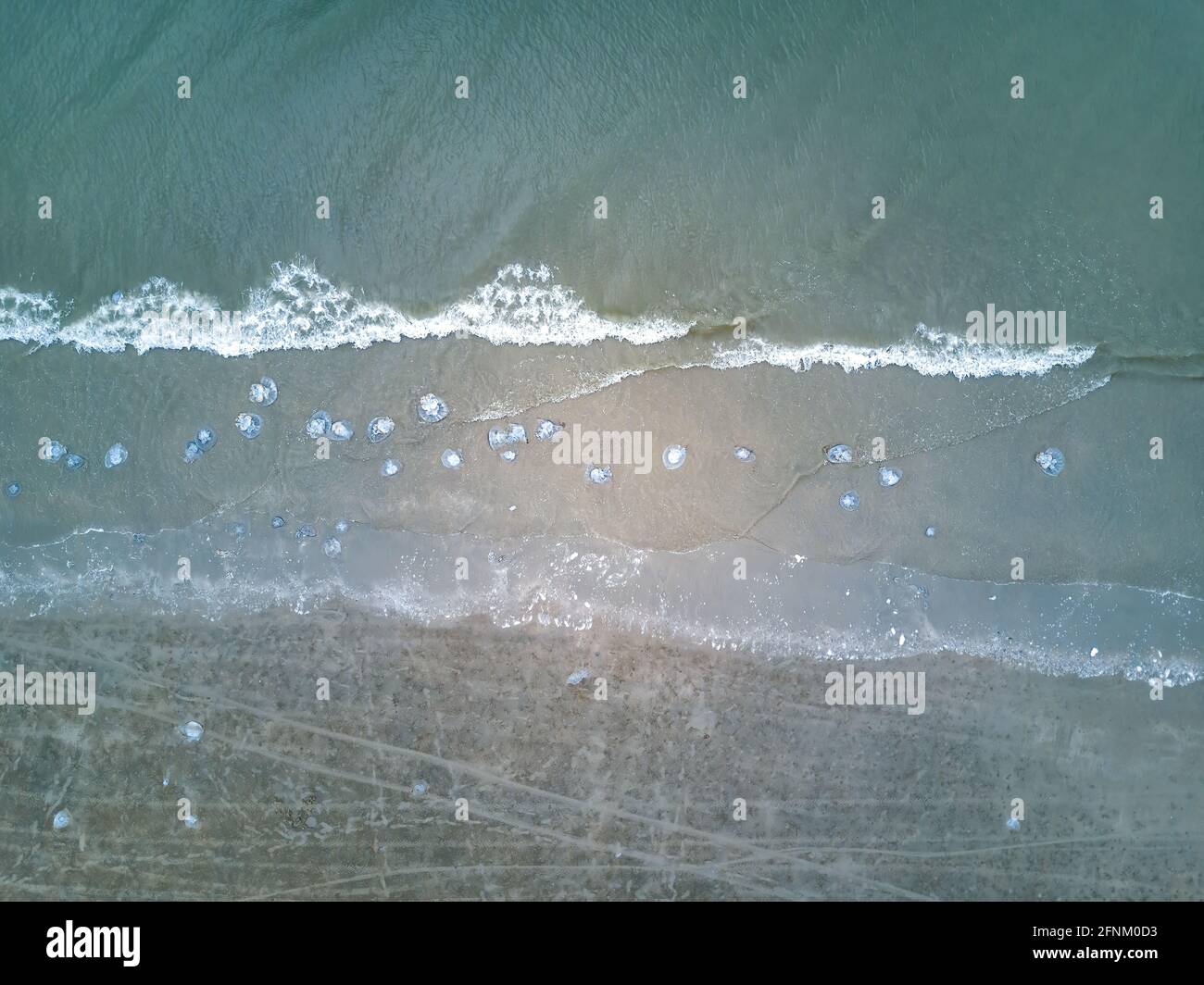 Close-up of jellyfish jellyfish stranded on the beach, multiple ...