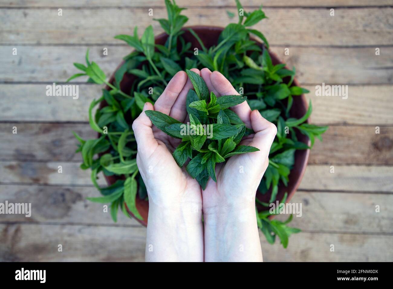 Hand holding fresh mint leaves used in herbal medicine Stock Photo - Alamy