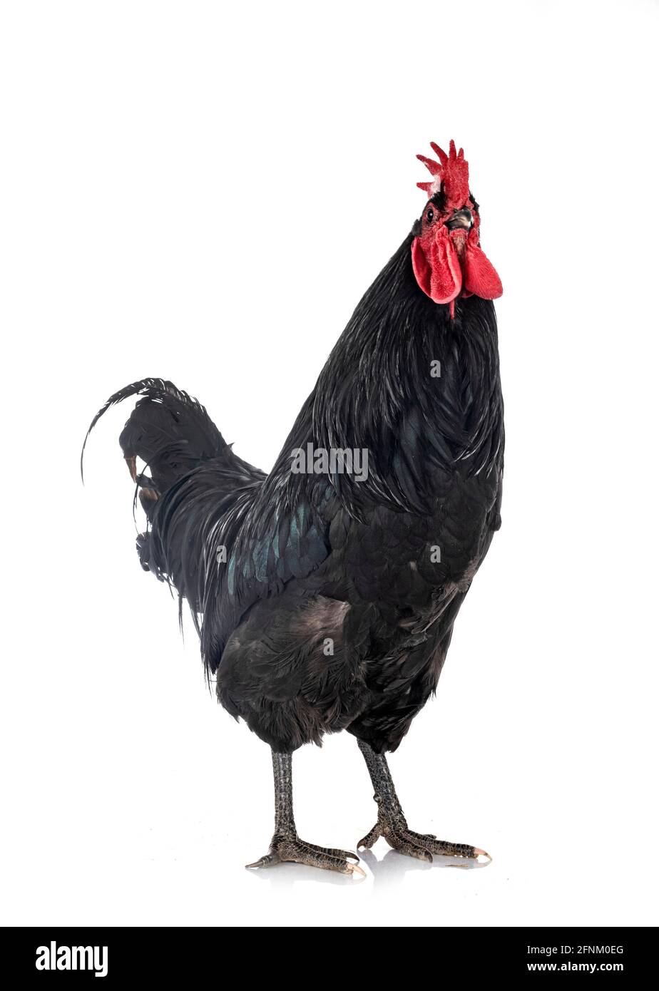 Geline hi-res stock photography and images - Alamy