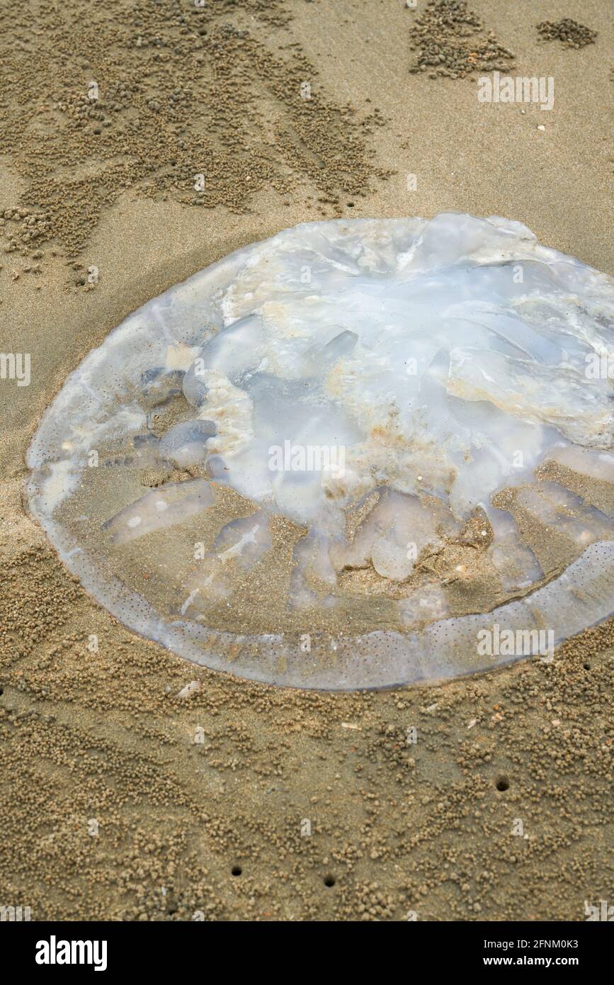 Close-up of jellyfish jellyfish stranded on the beach, multiple ...