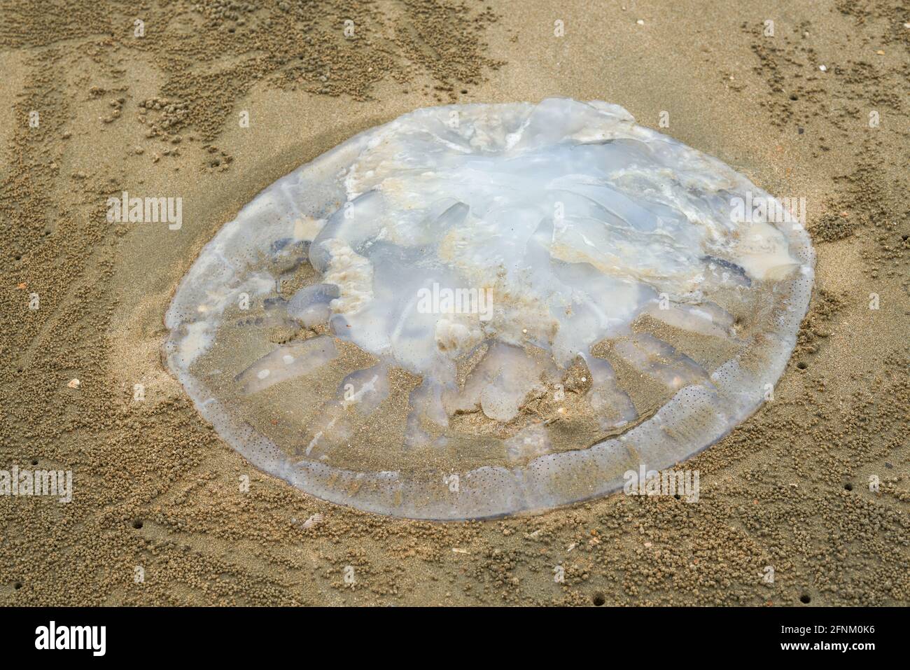 Jellyfish anatomy hi-res stock photography and images - Alamy