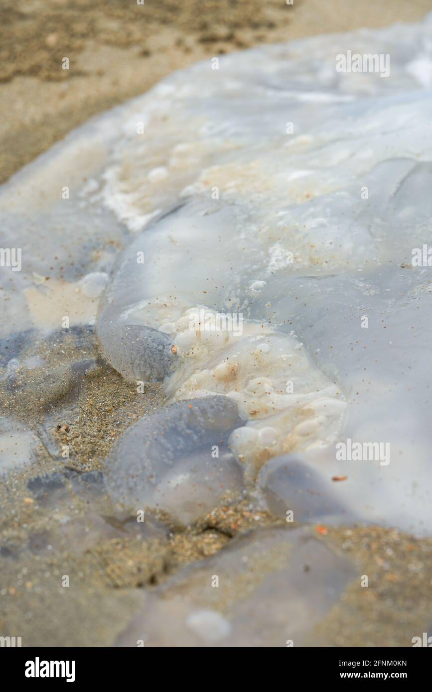 Close-up of jellyfish jellyfish stranded on the beach, multiple ...