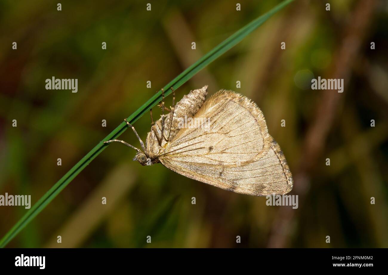 Resting moth hi-res stock photography and images - Alamy