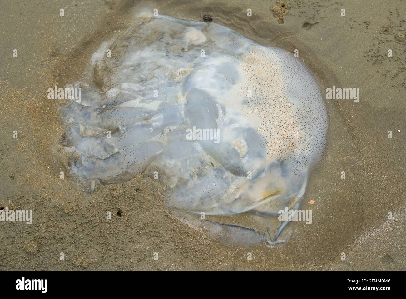 Jellyfish anatomy hi-res stock photography and images - Alamy