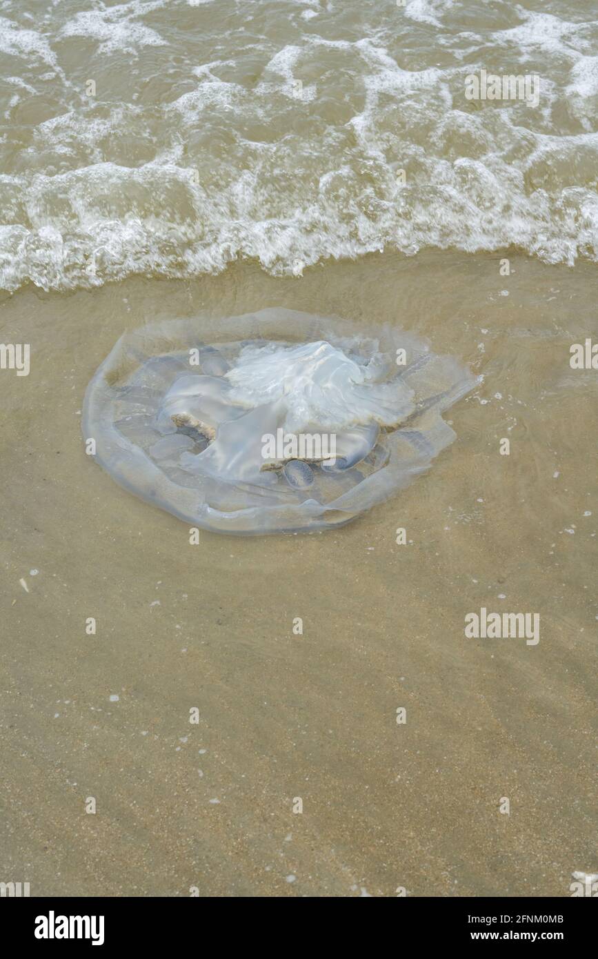 Jellyfish anatomy hi-res stock photography and images - Alamy