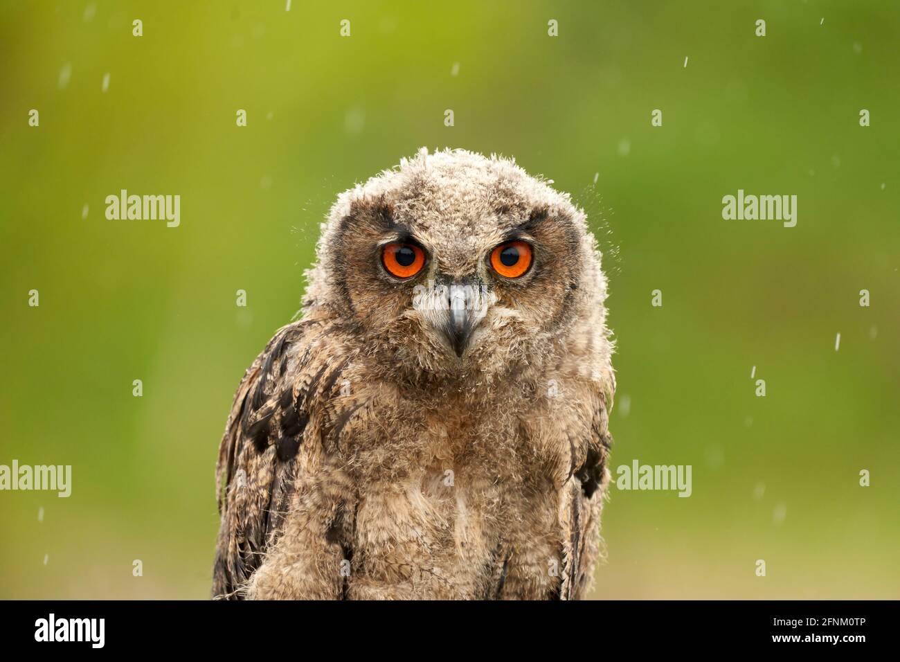 Juvenile Long Eared Owl High Resolution Stock Photography and Images ...