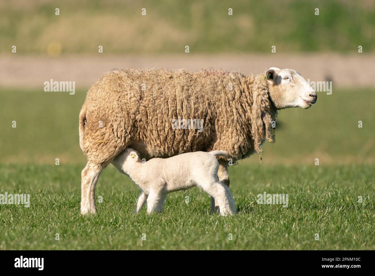 Mother sheep and her white lam. Drinking milk on a spring morning Stock ...