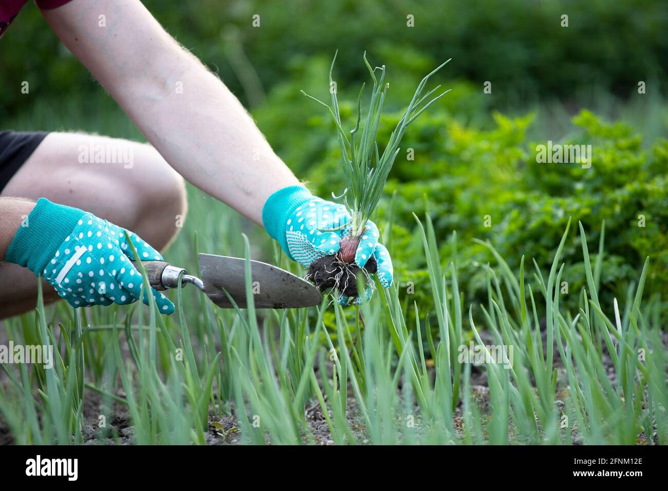 Man picking vegetables from ground hi-res stock photography and images ...