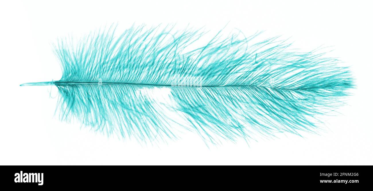 Blue ostrich feather isolated on white backgroun Stock Photo - Alamy
