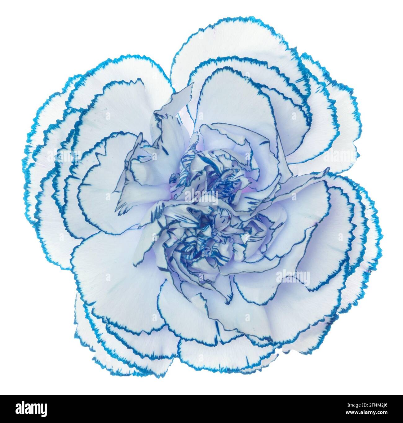 Pink flowers white edges Cut Out Stock Images & Pictures - Alamy