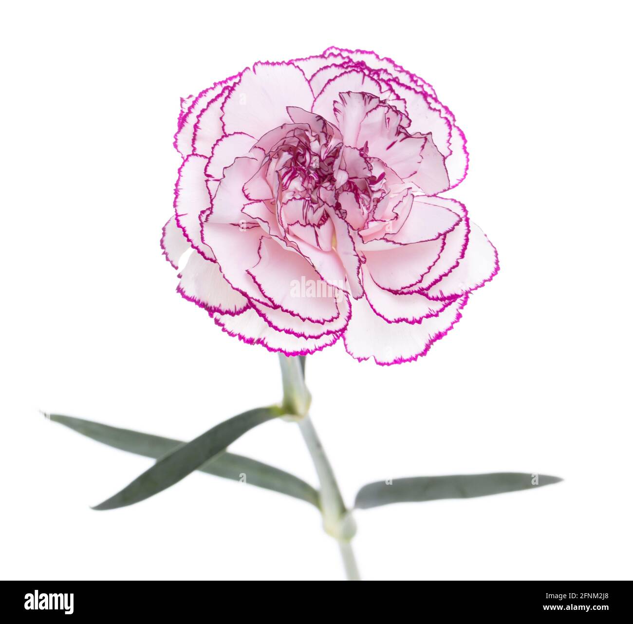 White flower with purple edges, isolated on white Stock Photo - Alamy