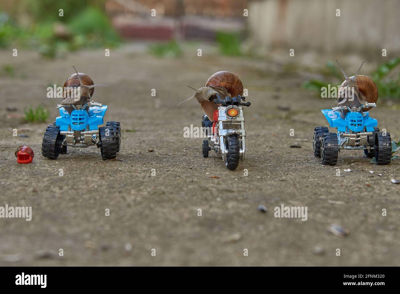 Three large garden snails sit on a toy motorcycle and quad bikes ...