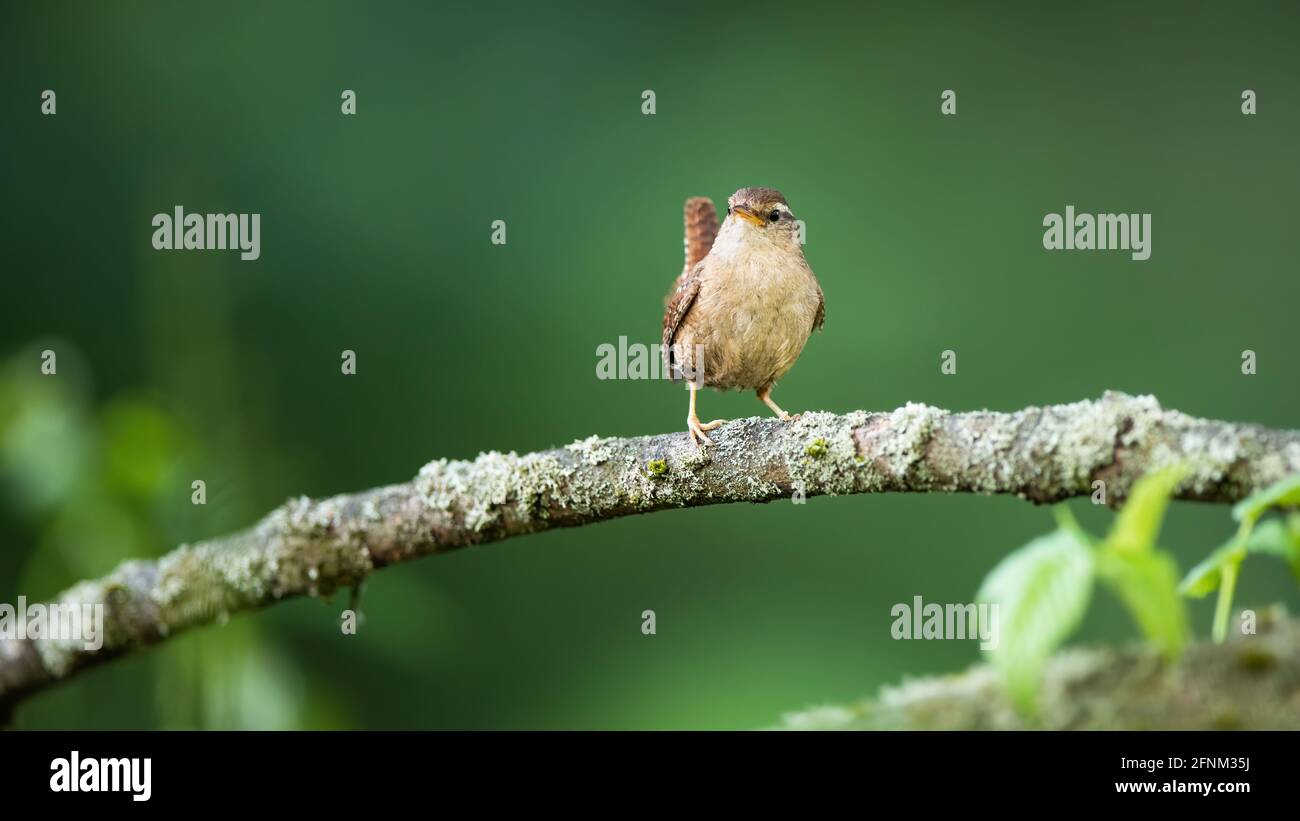Tiny eurasian wren posing on lichen branch with tail up Stock Photo - Alamy