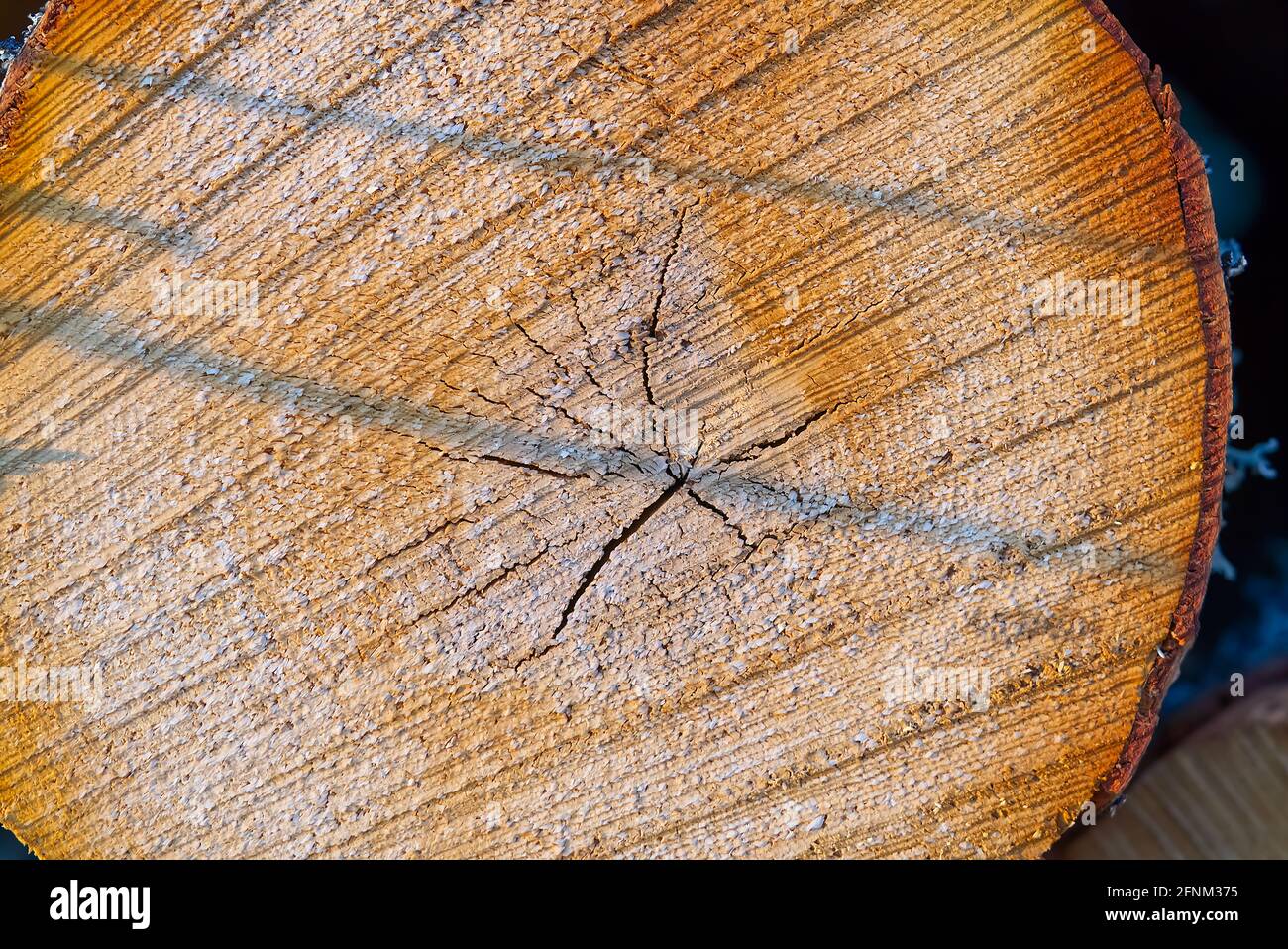 wood texture on a cut of a tree. lumber industry. woodlog texture of ...