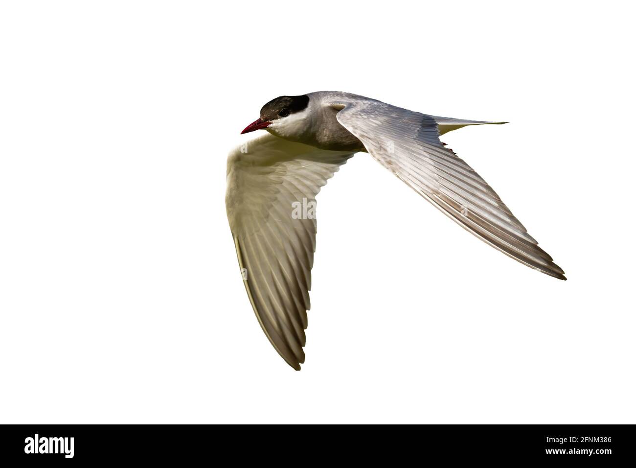 Common tern in flight isolated on white background Stock Photo - Alamy