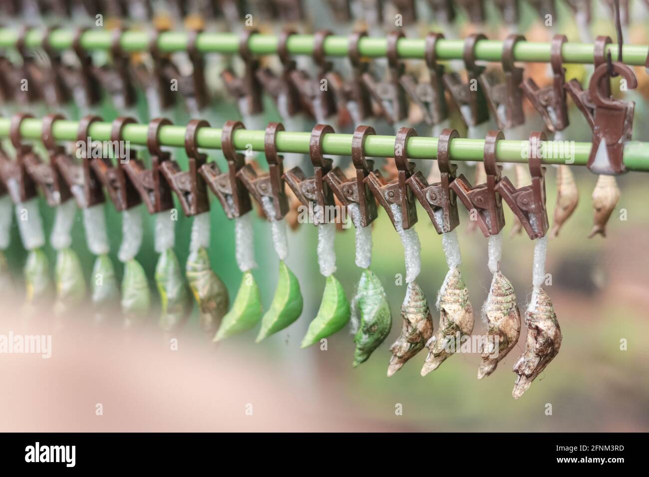 Butterfly life cycle peacock hi-res stock photography and images - Alamy