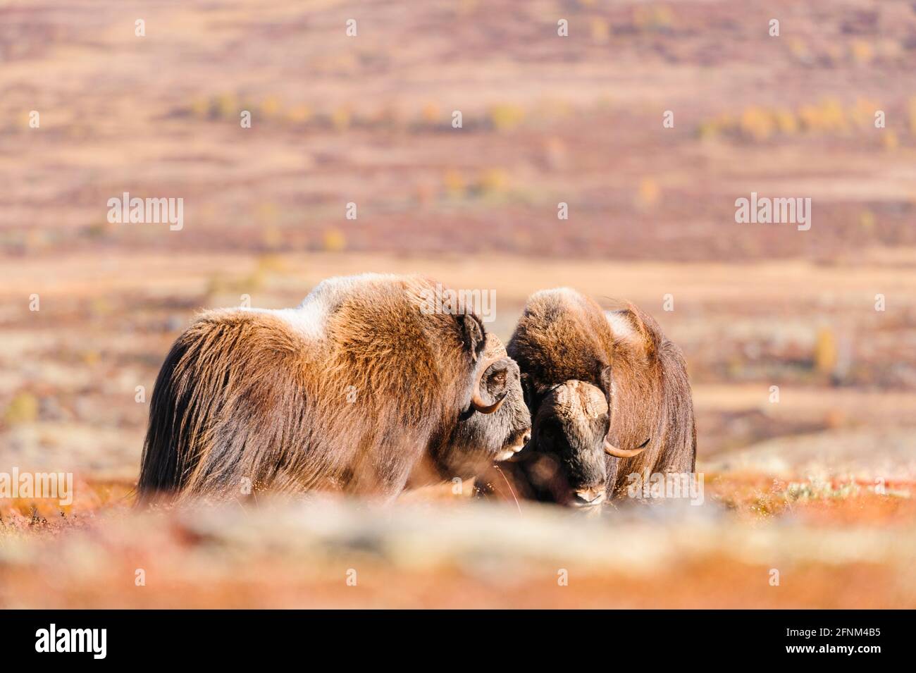Animals standing hi-res stock photography and images - Alamy