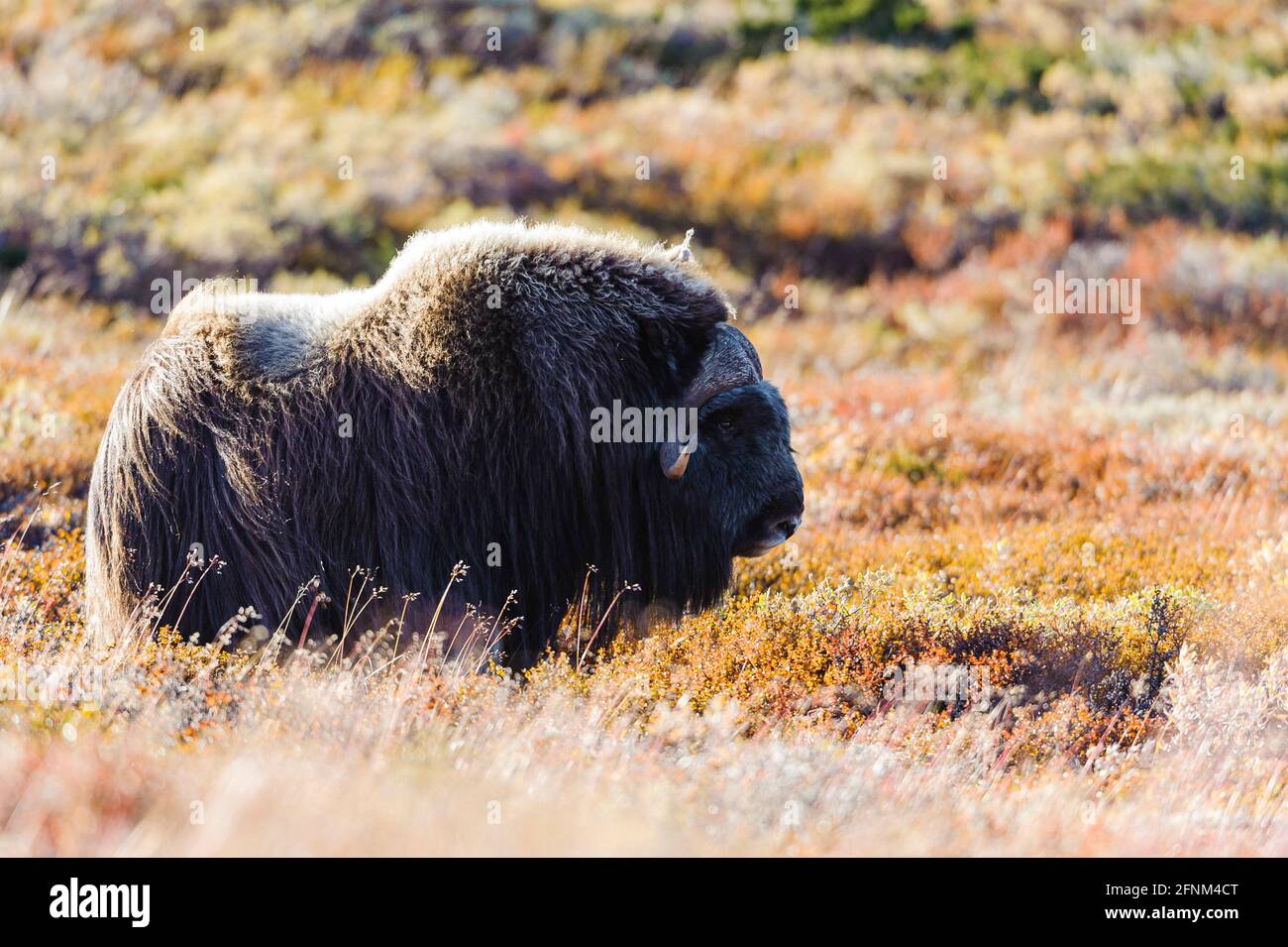 Norway trondelag musk ox hi-res stock photography and images - Alamy