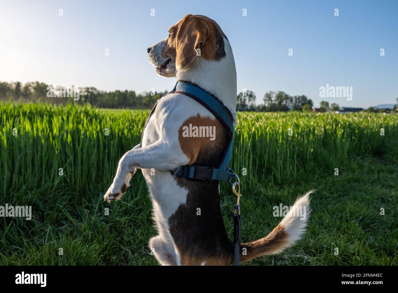 Hound dog on two feet looking around Stock Photo - Alamy