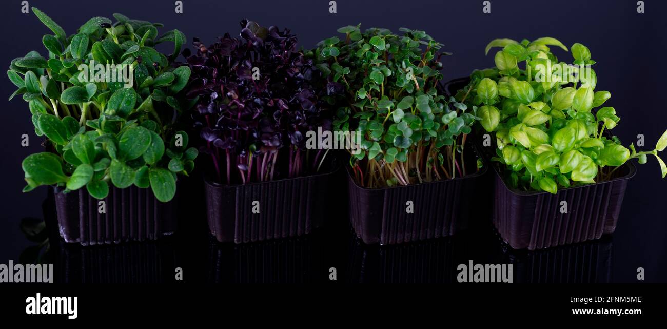 Microgreens of sunflower, purple radish and basil in plastic trays on ...