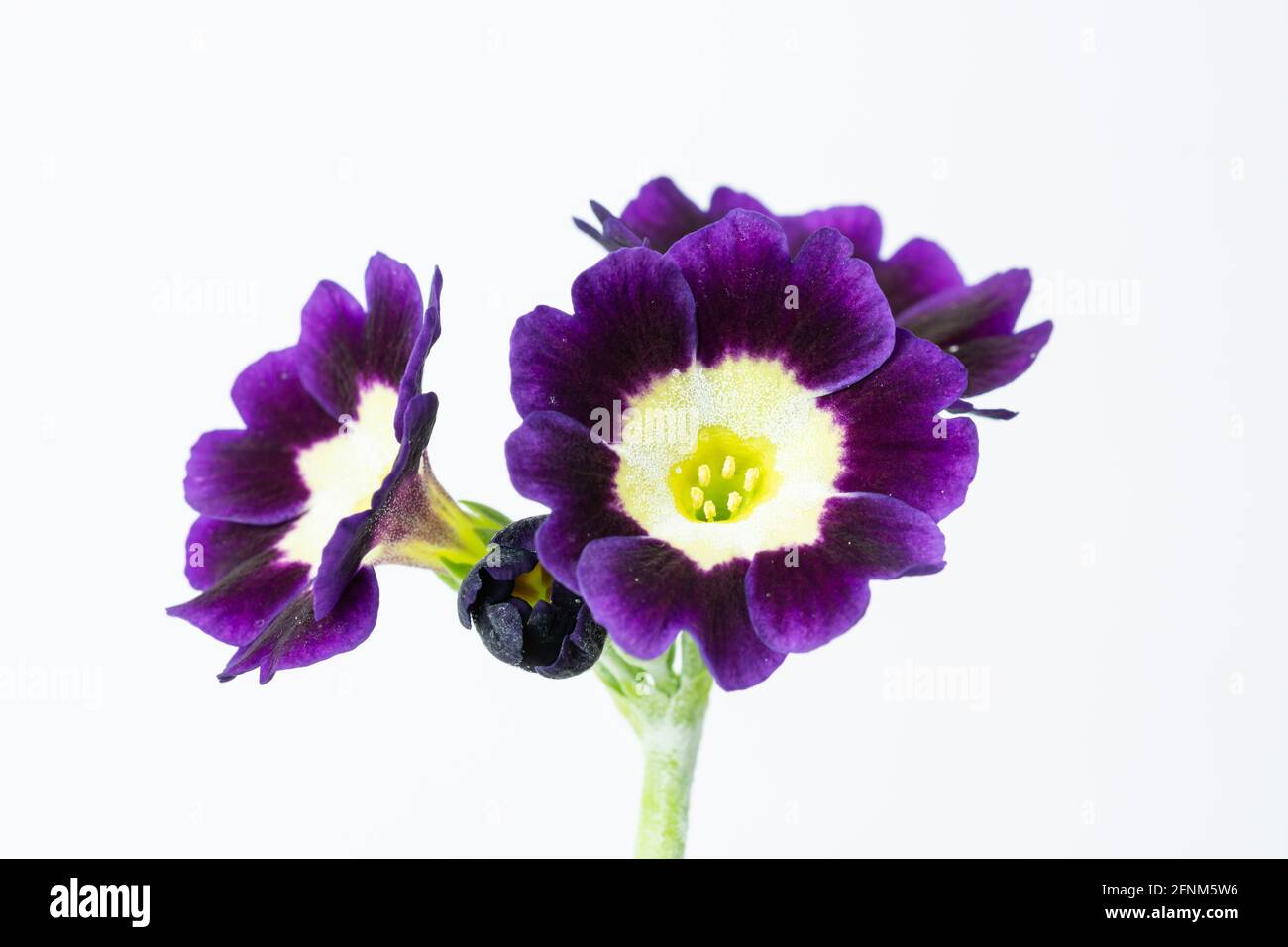 Purple Primula Auricula isolated Stock Photo - Alamy