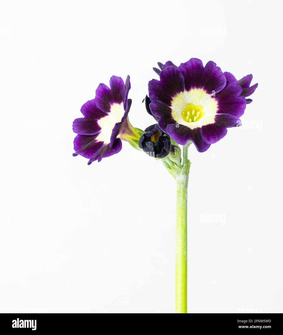 Purple Primula Auricula isolated Stock Photo - Alamy