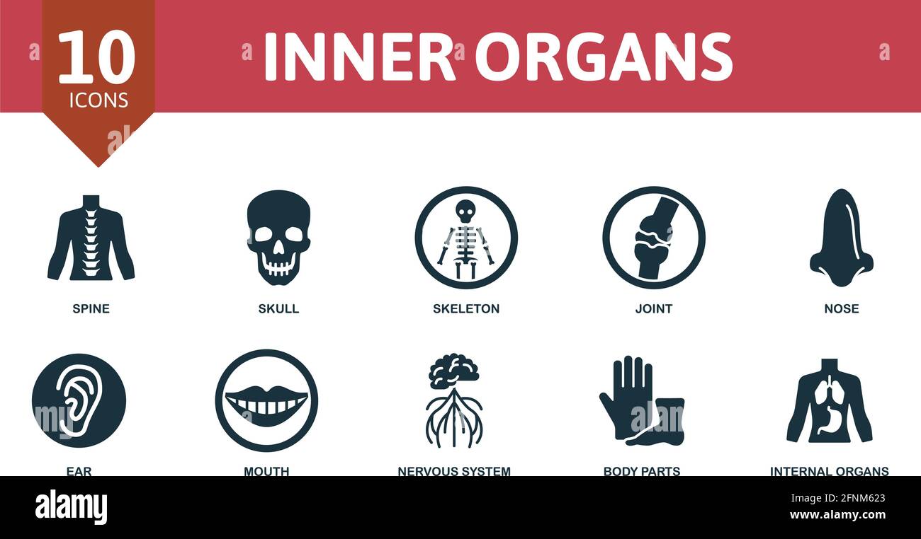 Inner Organs icon set. Contains editable icons internal organs theme ...