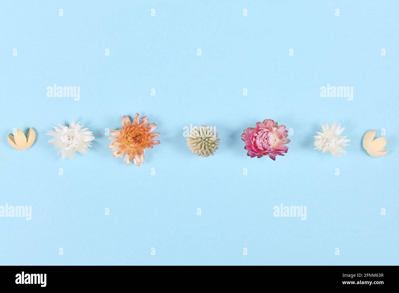 Dried cornflowers in a row on blue background Stock Photo - Alamy
