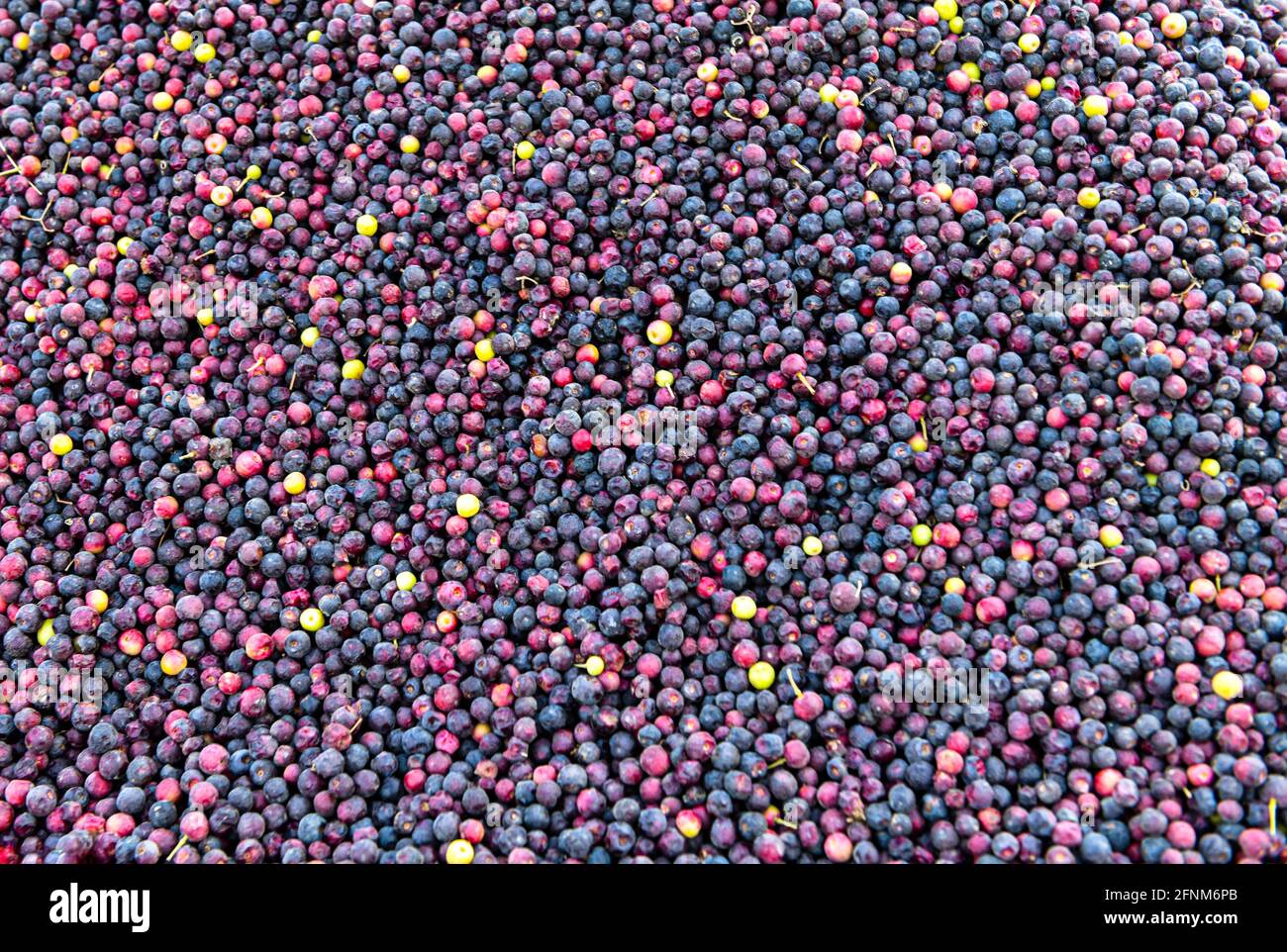 Falsa Fruits High Resolution Stock Photography and Images - Alamy