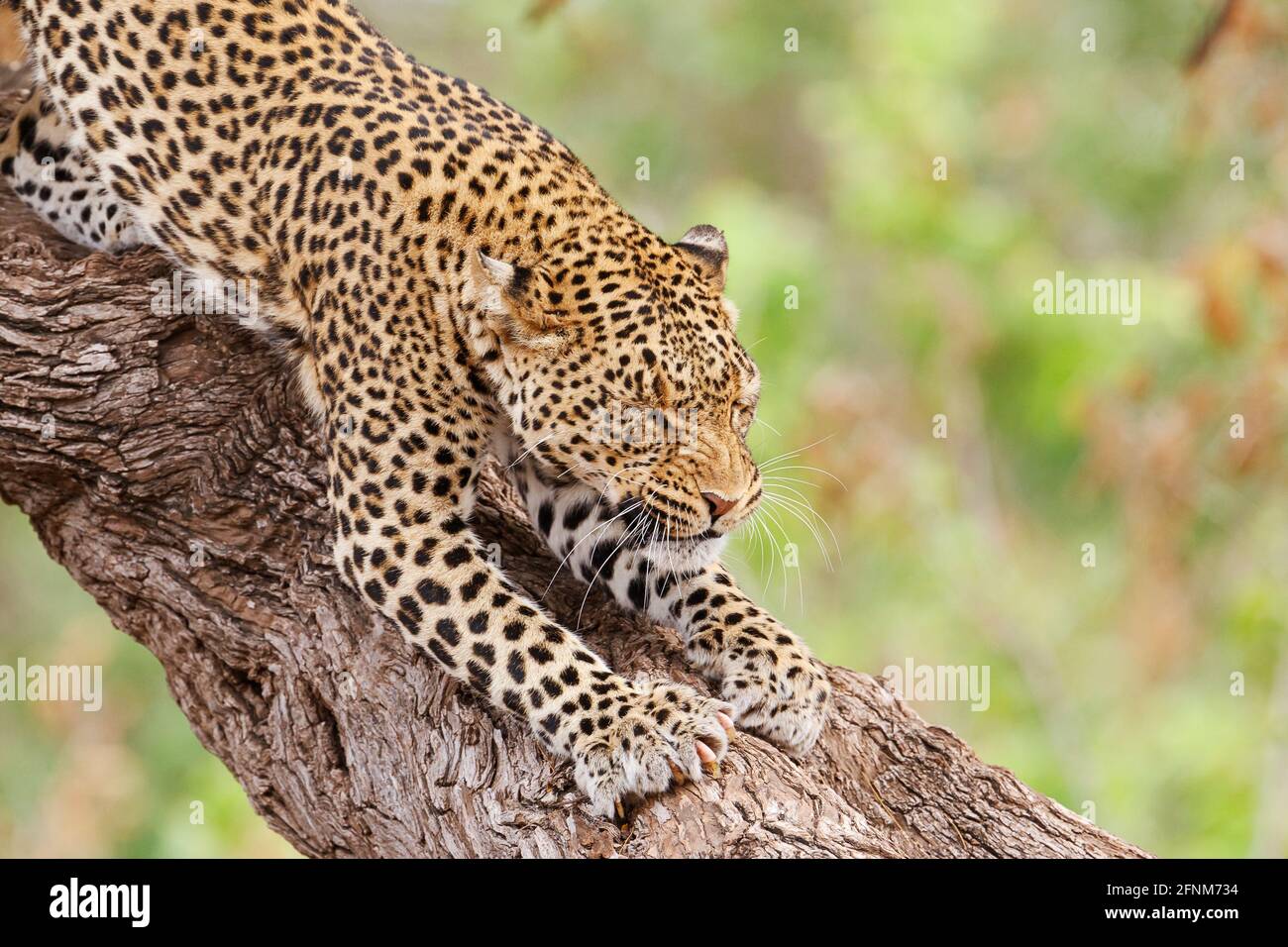 Claws big cat hi-res stock photography and images - Alamy