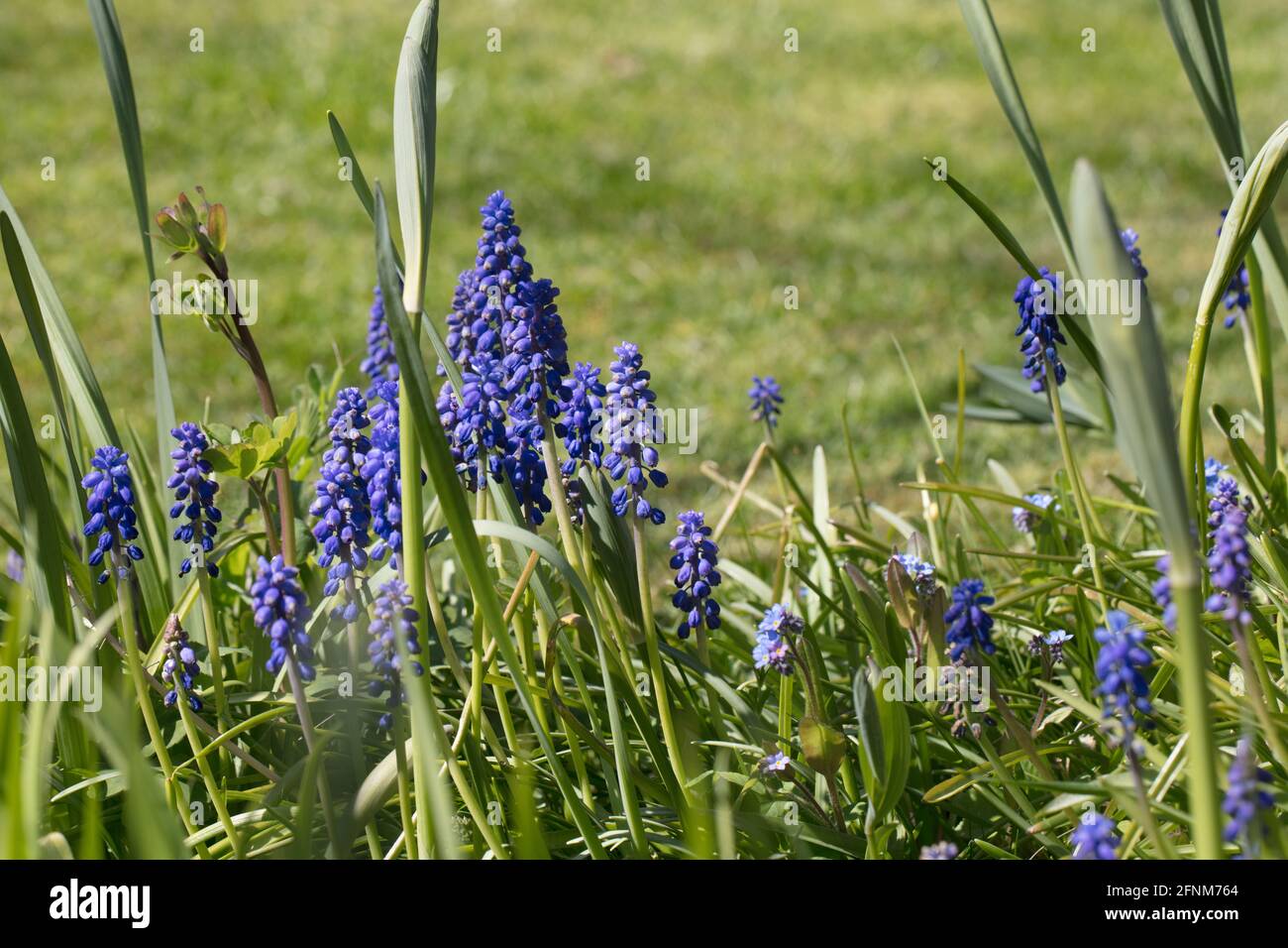 Blue grape hyacinth flowers hi-res stock photography and images - Alamy