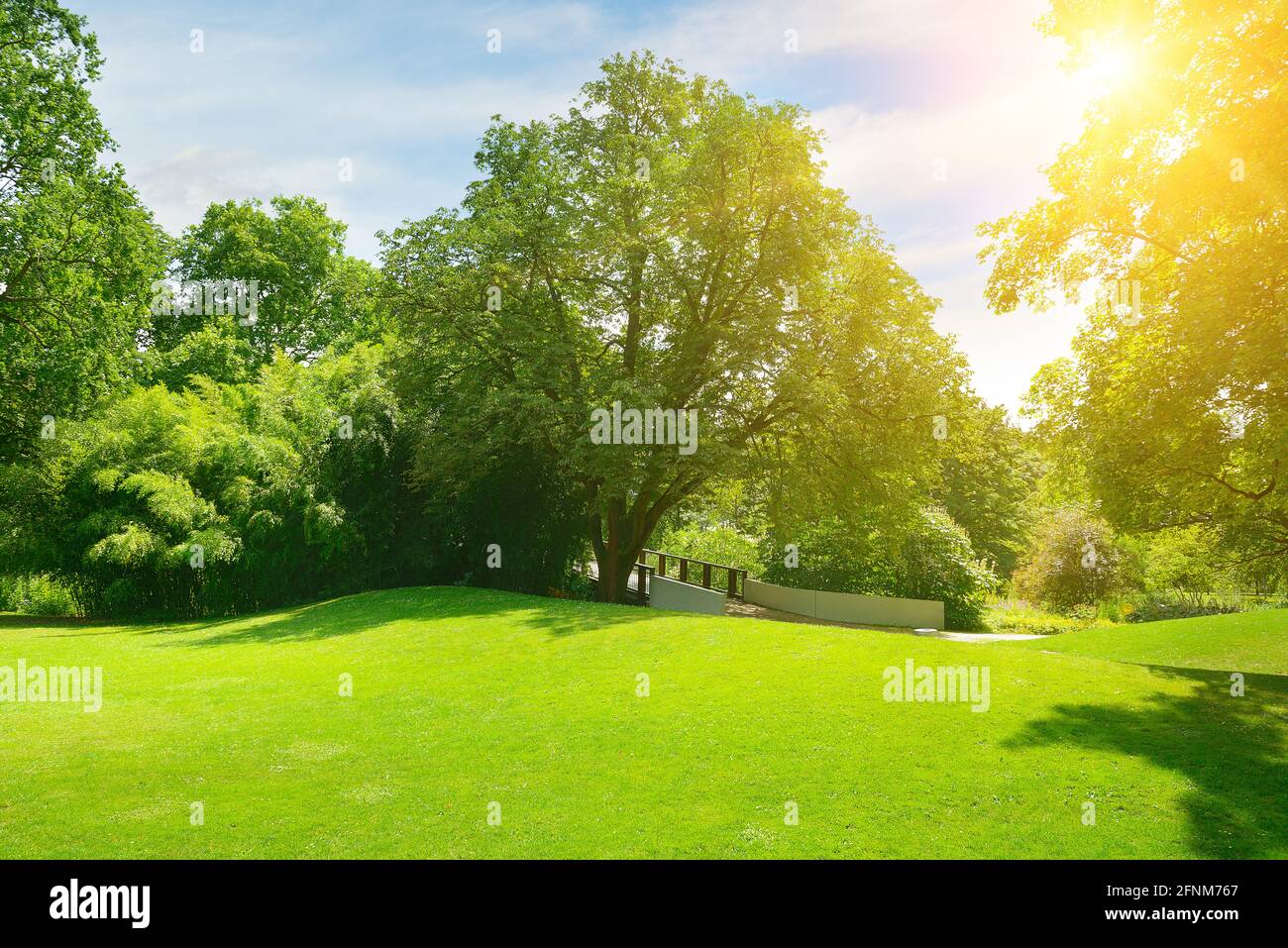 Summer park in bright sunny hi-res stock photography and images - Alamy
