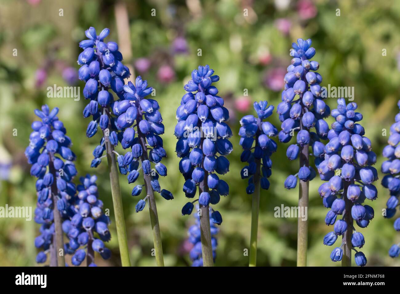 Blue grape hyacinth flowers, Muscari armeniacum, blooming in springtime ...