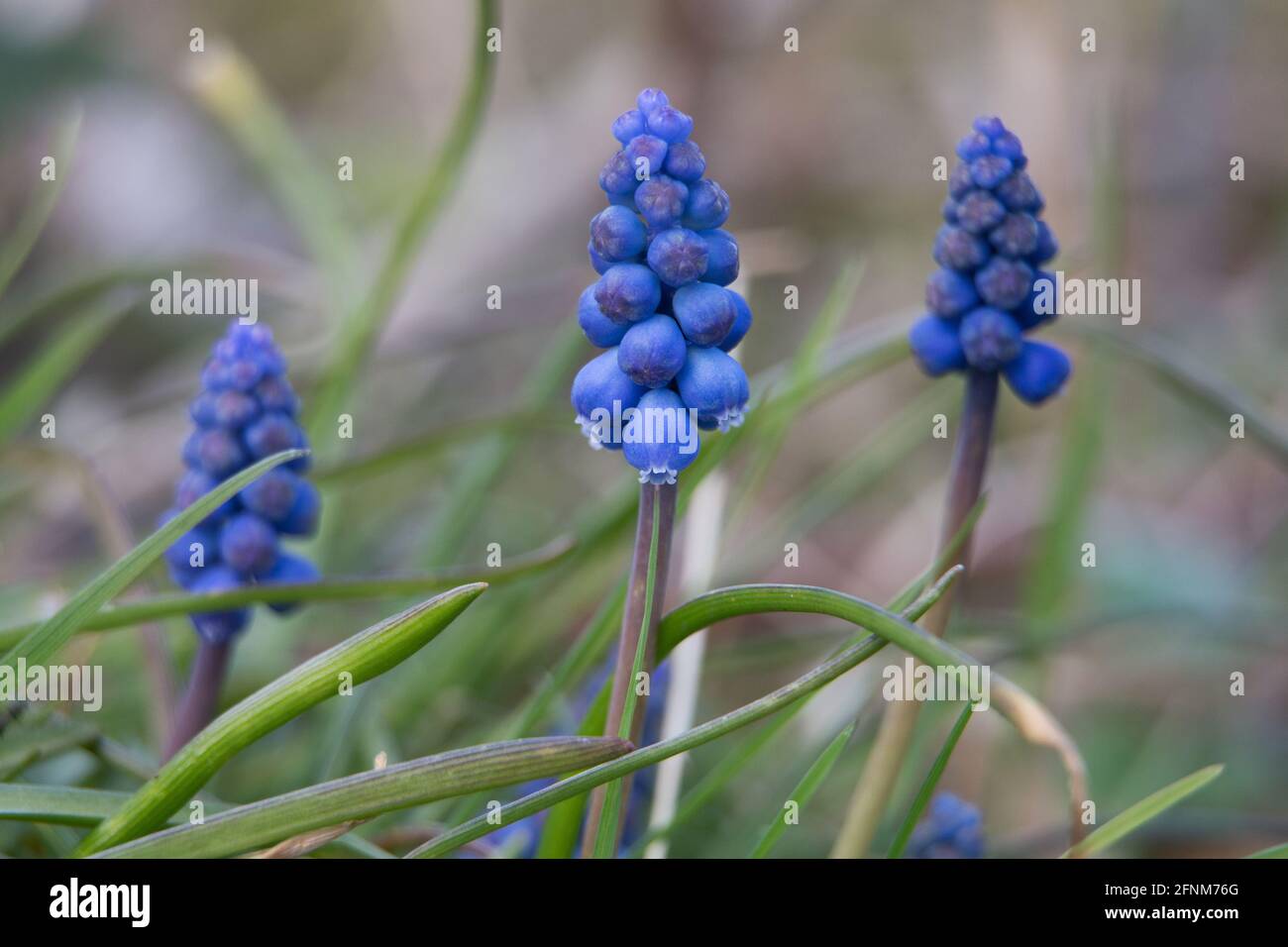 Blue grape hyacinth flowers hi-res stock photography and images - Alamy