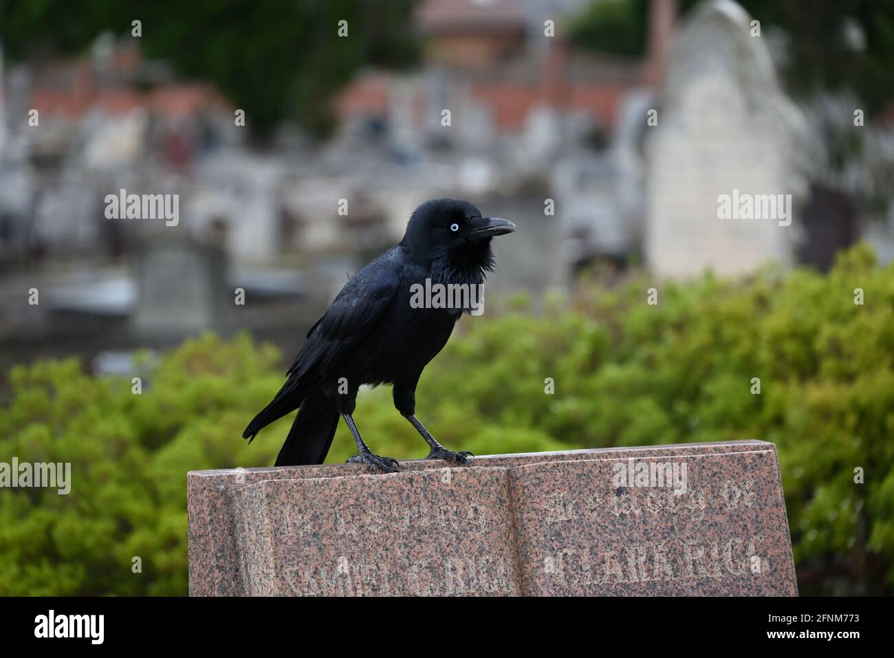 Raven Calling High Resolution Stock Photography and Images - Alamy