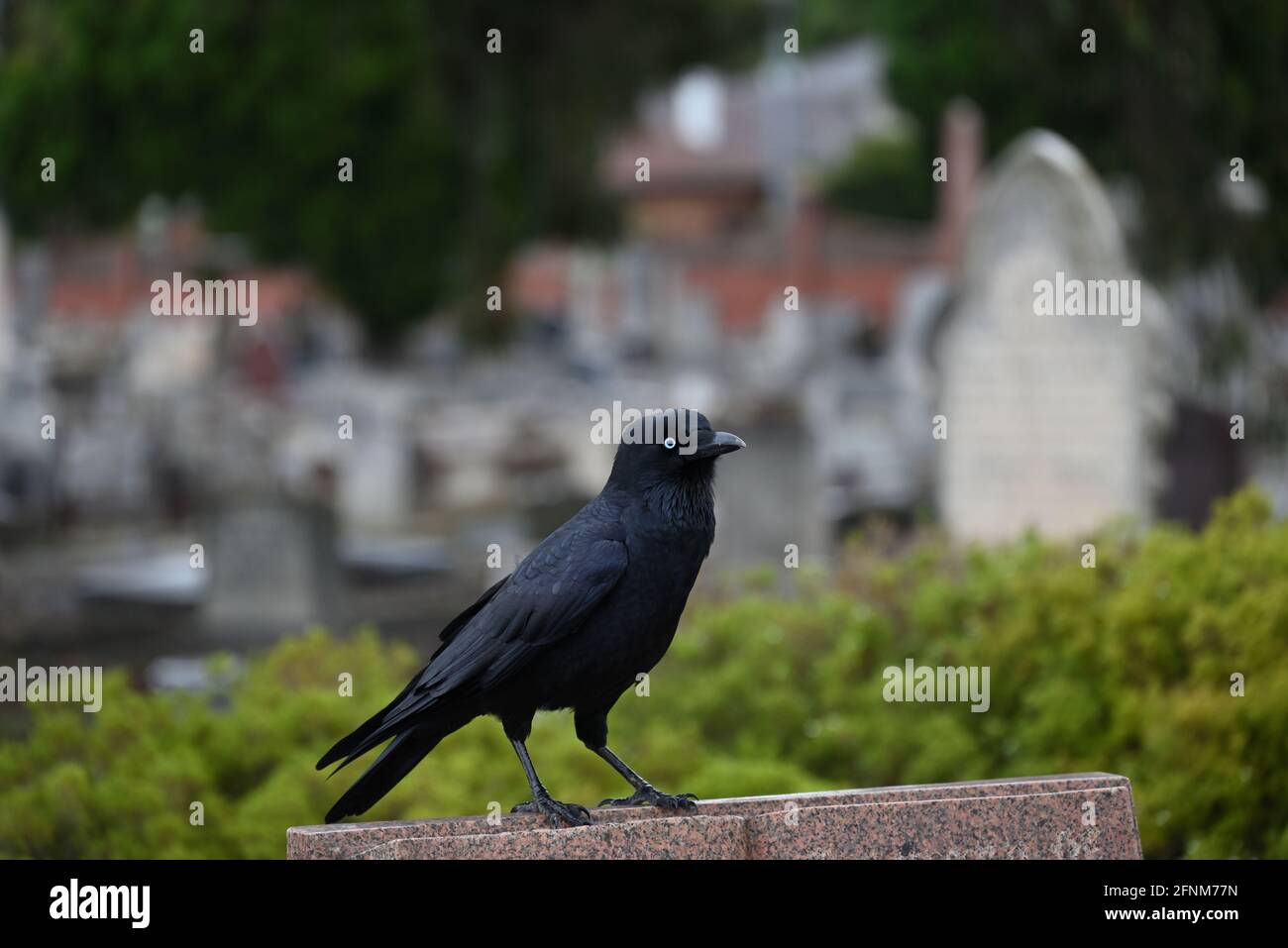 A side-on shot of a little raven facing right, while perched atop a ...