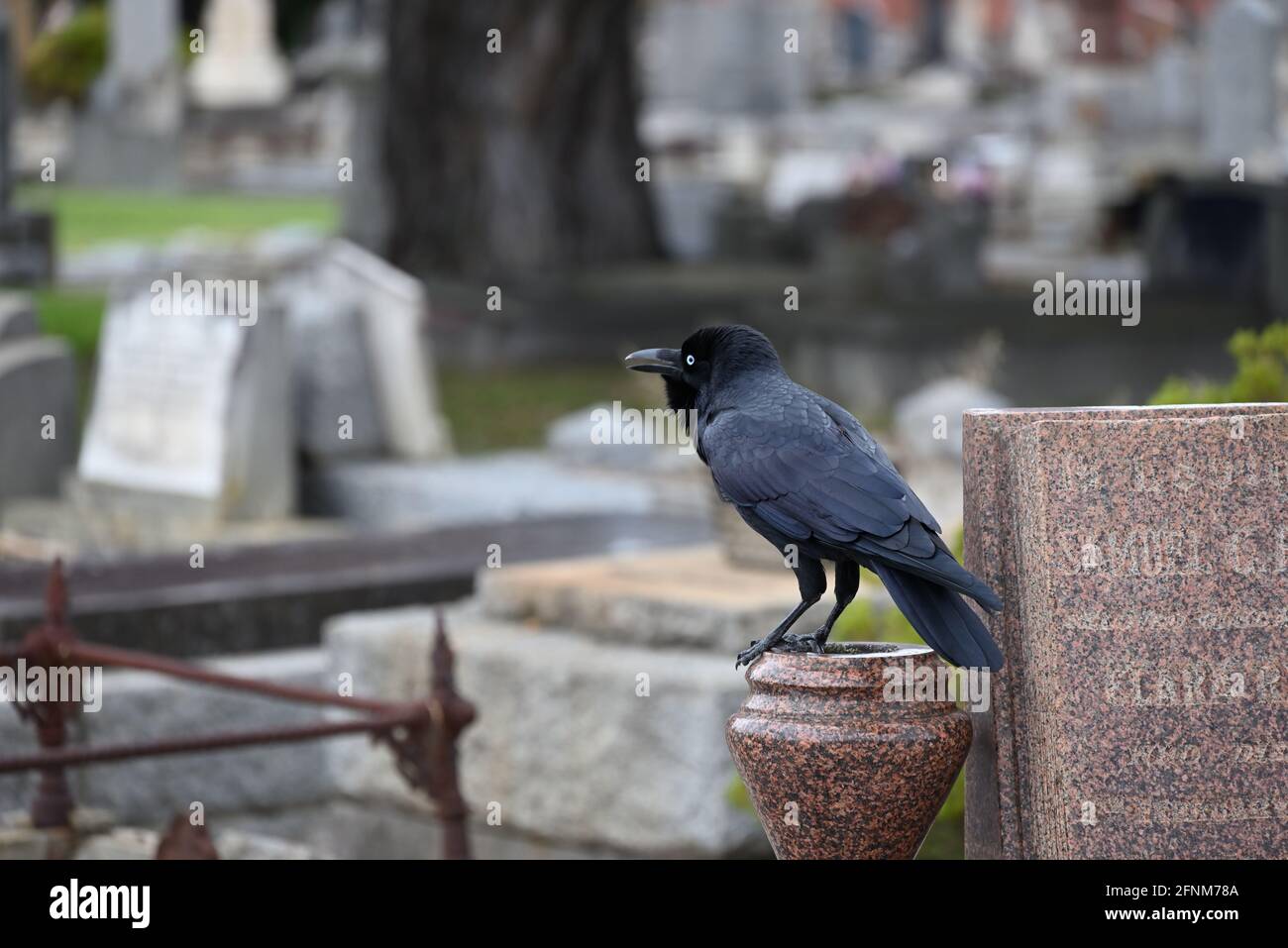 A little raven standing on an urn, part of a grave in a cemetery ...
