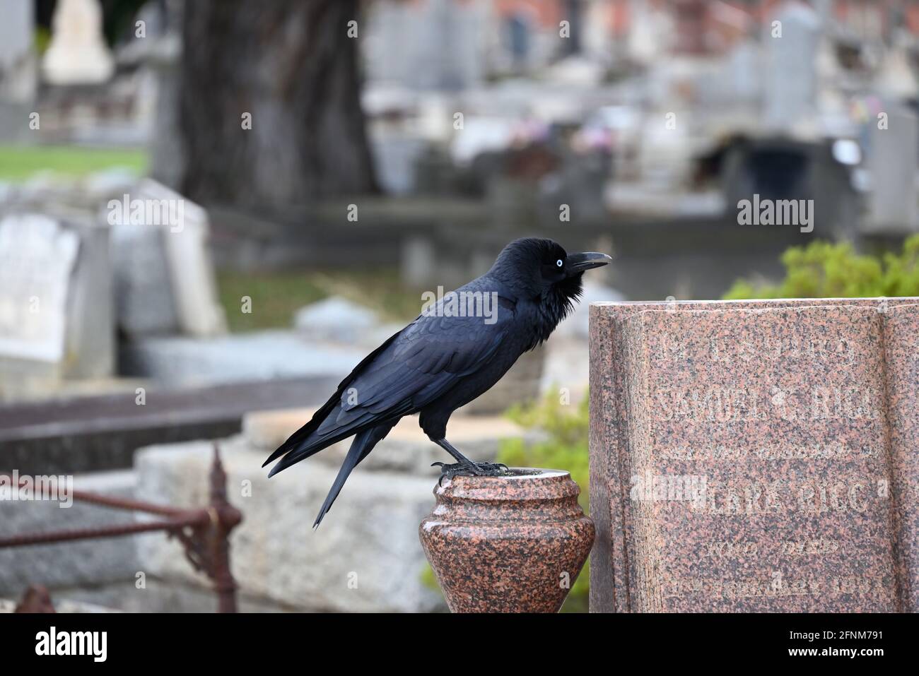Cemetery fauna hi-res stock photography and images - Alamy