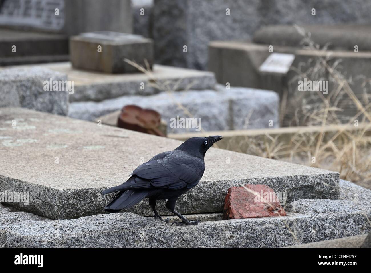Raven looking down hi-res stock photography and images - Alamy